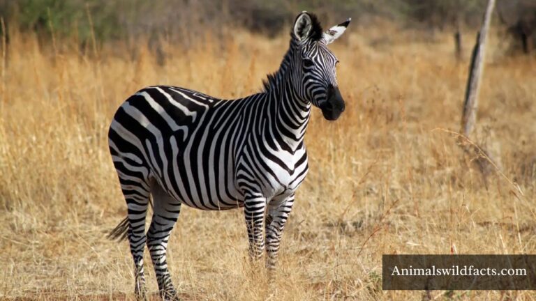 Top 20 Animals That Gallop (With Pictures)