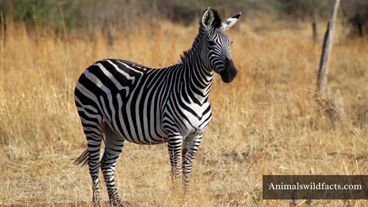 Top 20 Animals That Gallop (With Pictures)