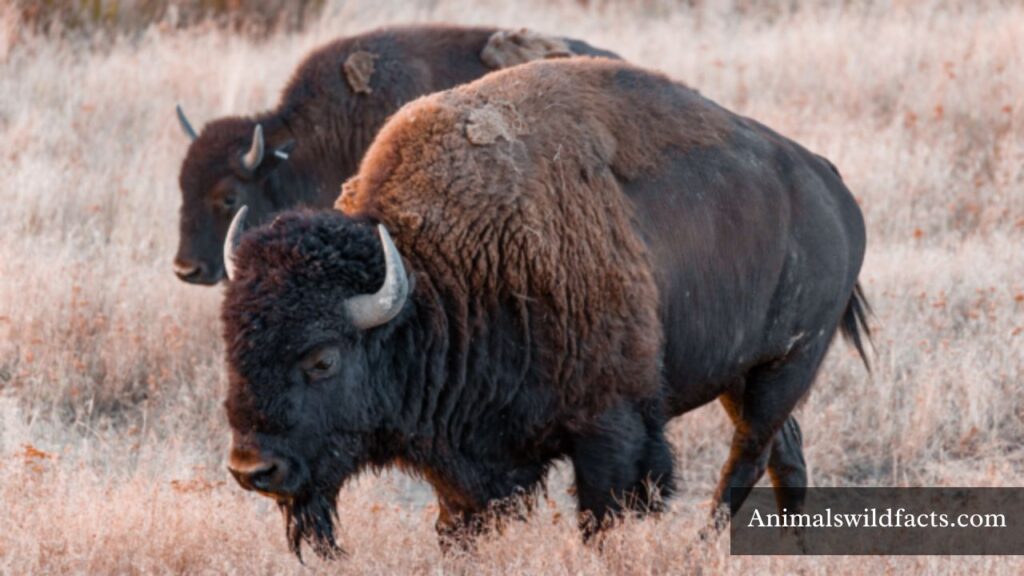 Top 13 Animals That Live in Prairies (With Pictures)