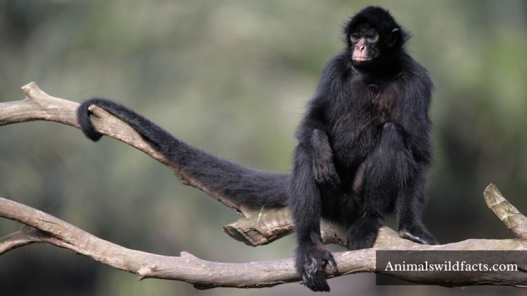 Top 13 Animals That Live in Prairies (With Pictures)