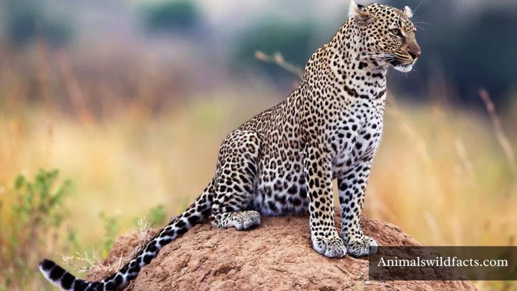 Top 20 Animals That Gallop (With Pictures)