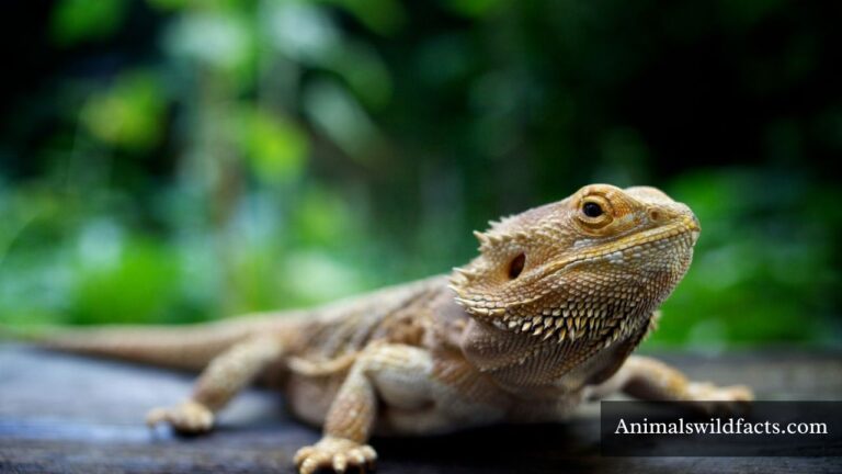 Top 20 Most Docile Animals in the World (With Images)