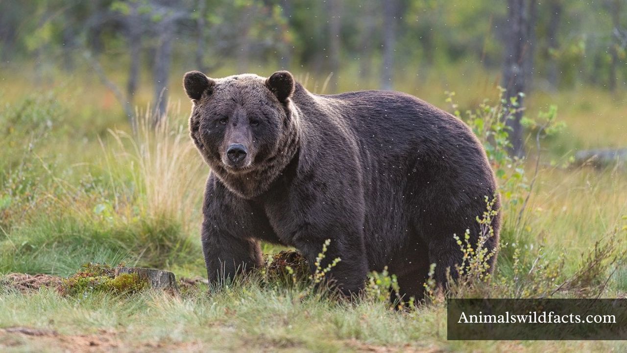 Interesting Top 18 Animals that Growl (With Images)