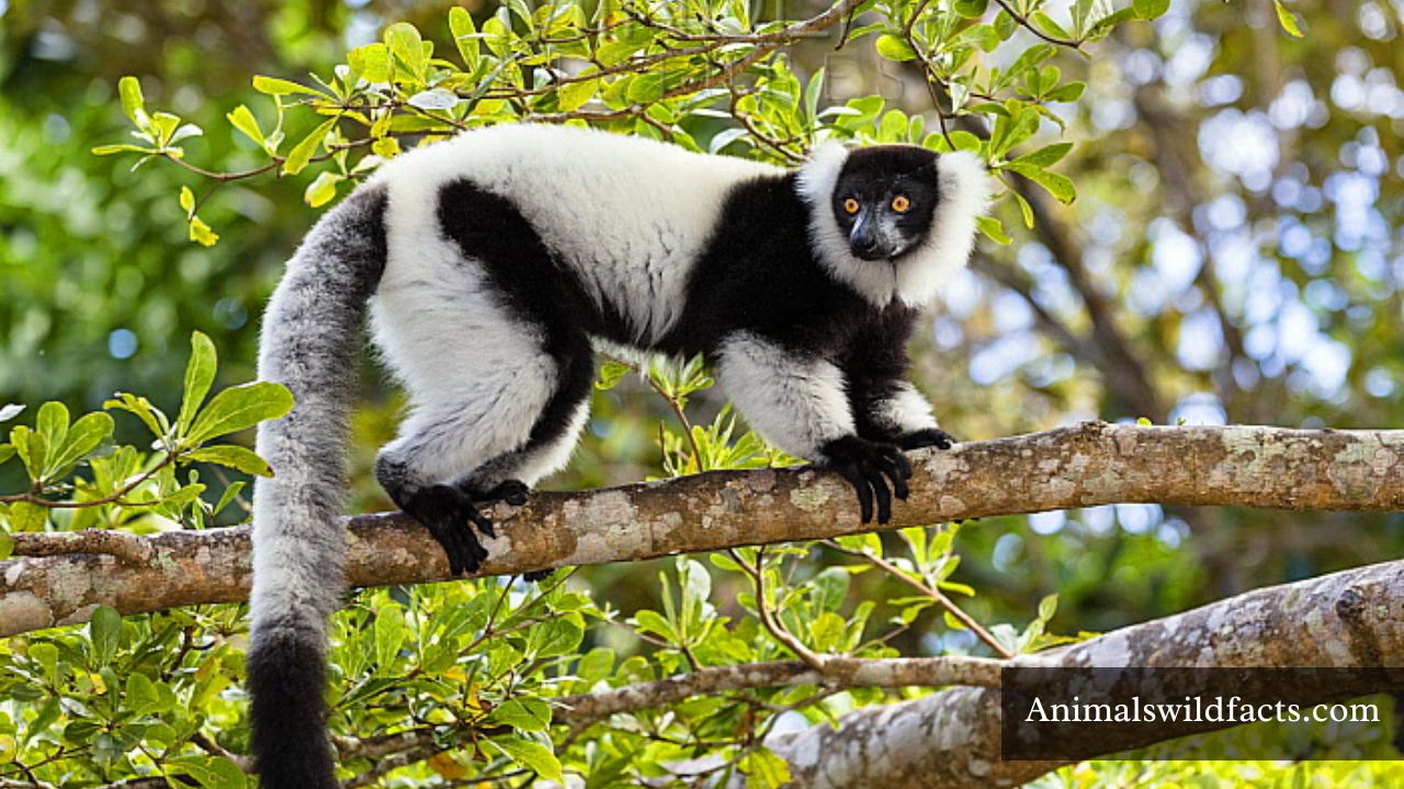 Top 20 Animals With Long Tail (With Pictures)