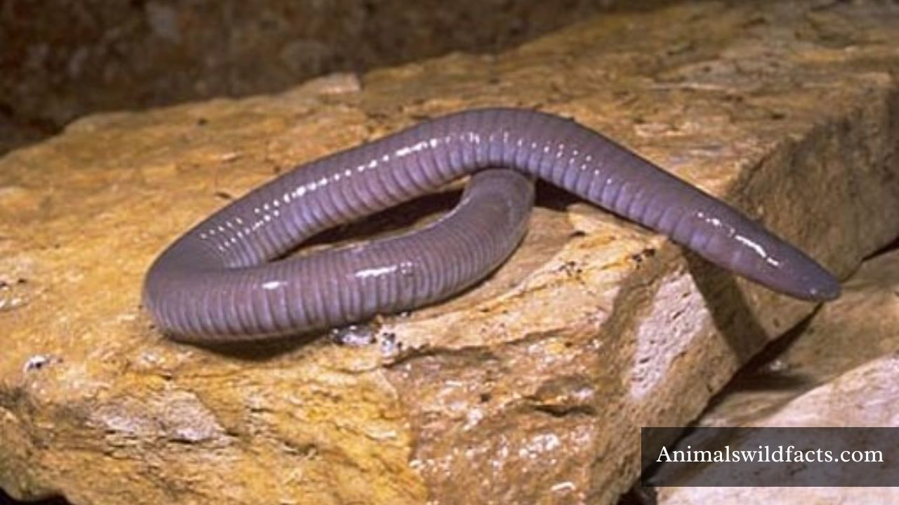 Top 17 Animals With Scales in the World (With Pictures)
