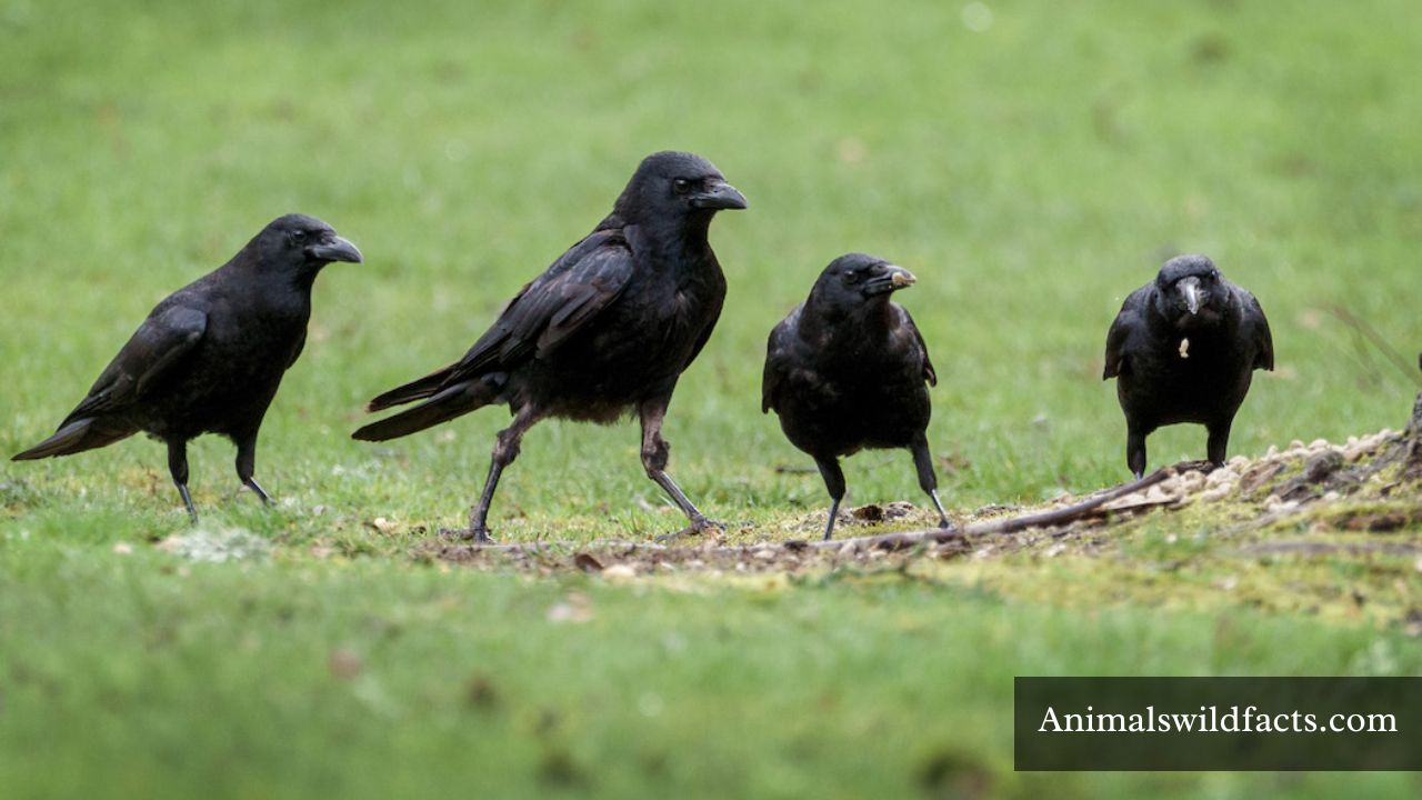 Top 18 Mischievous Animals In The World (With Images)