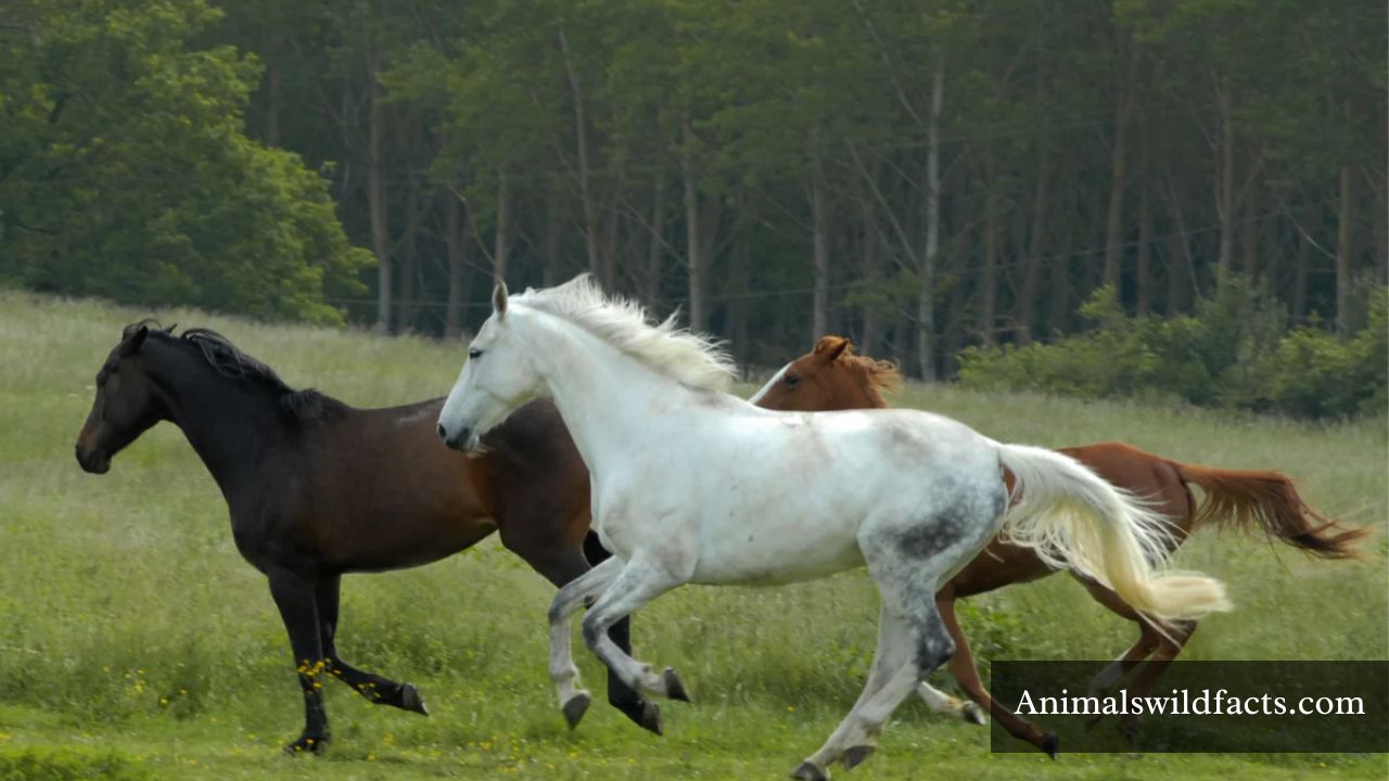 Top 20 Most Docile Animals in the World (With Images)