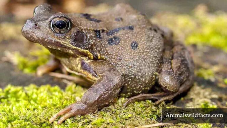 Top 15 Weakest Animals In The World (With Images)
