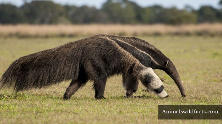 Explore Top 27 Most Shy Animals (With Pictures)