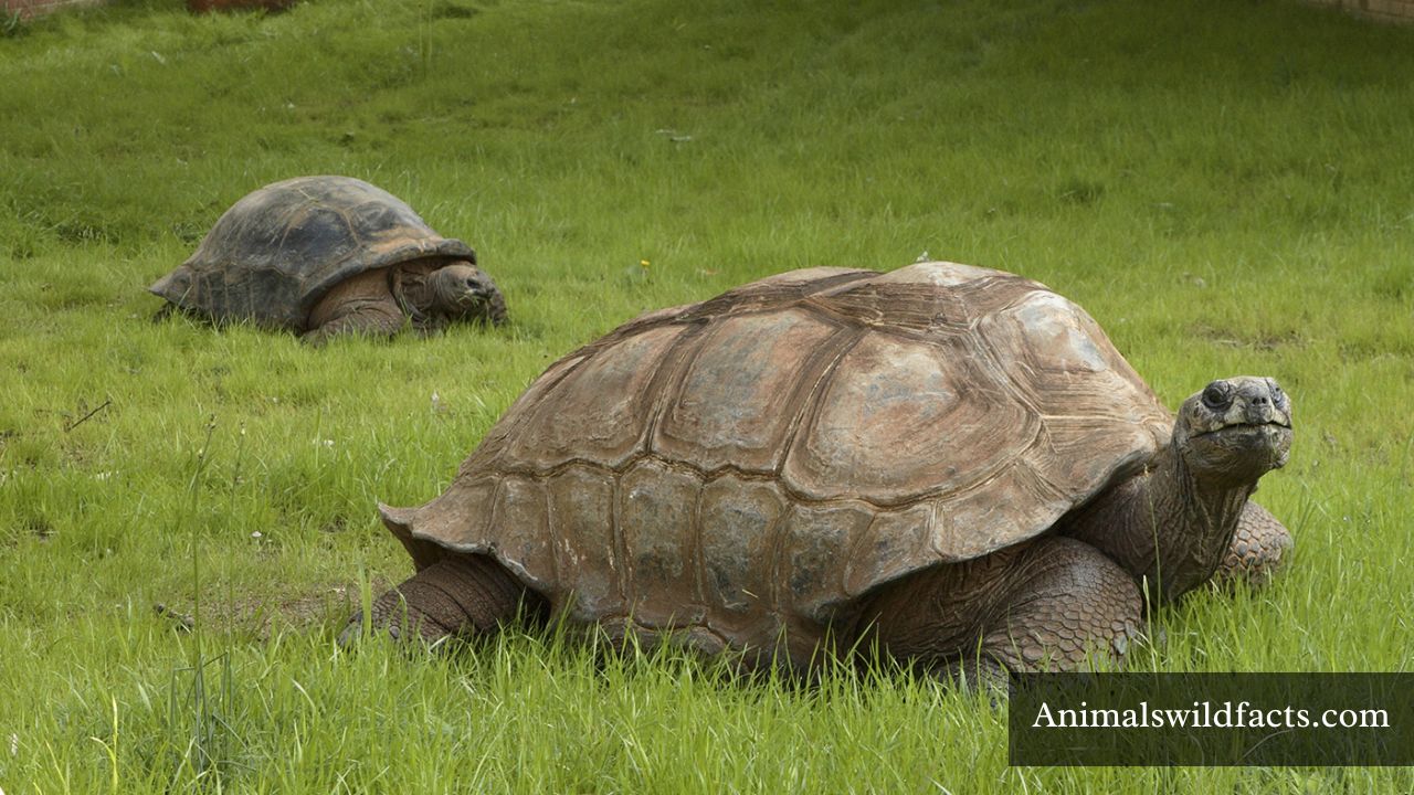Top 20 Most Docile Animals in the World (With Images)