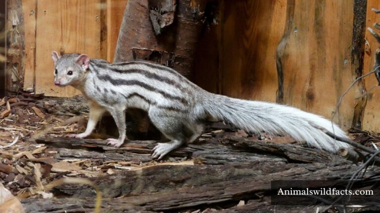 Top 17 Striped Animals in the World (With Pictures)
