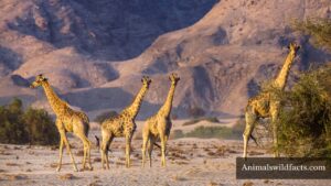 Top 20 Animals With Long Tail (With Pictures)