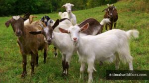 Top 15 Weakest Animals In The World (With Images)