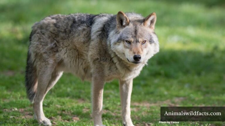 Top 13 Animals That Live in Prairies (With Pictures)