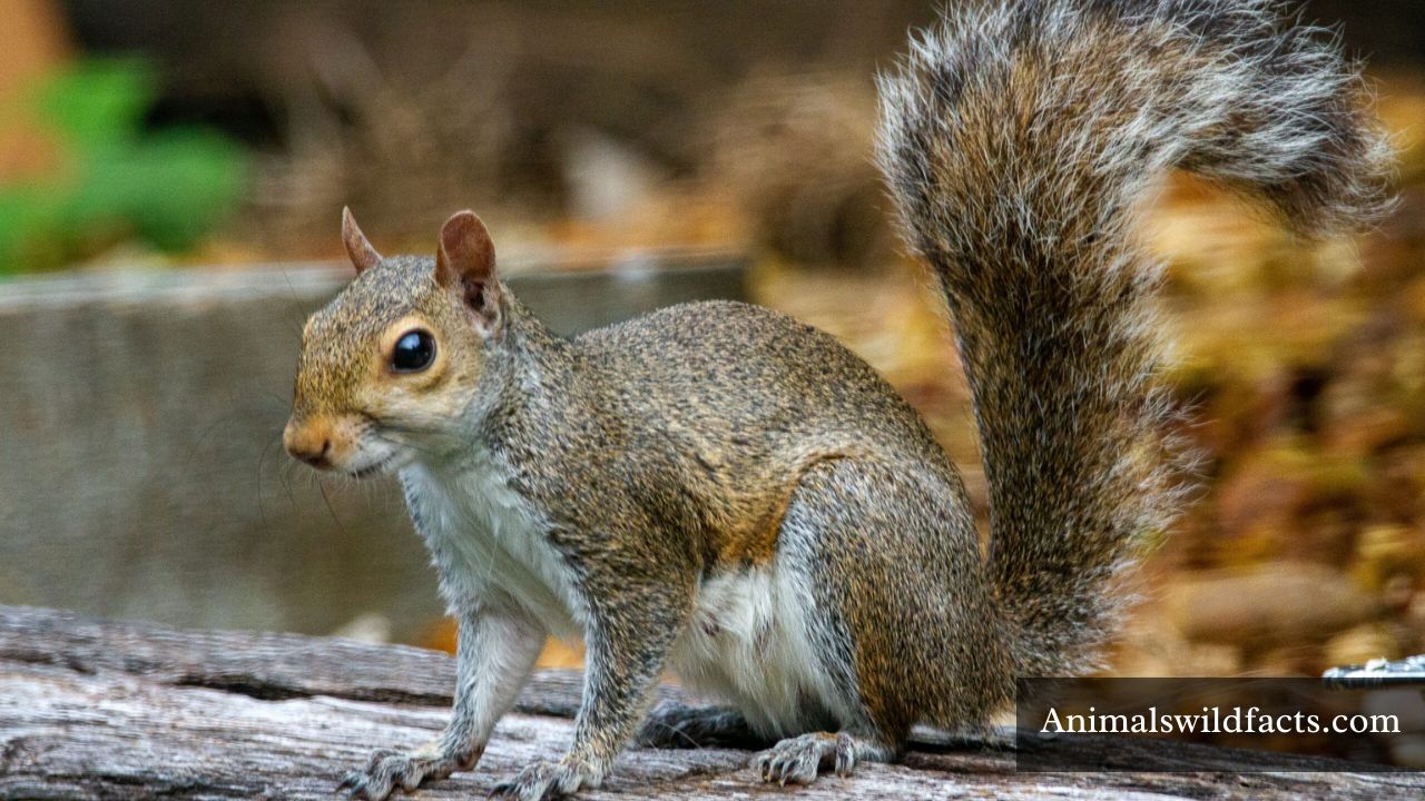Top 18 Animals With Sharp Claws (With Images)