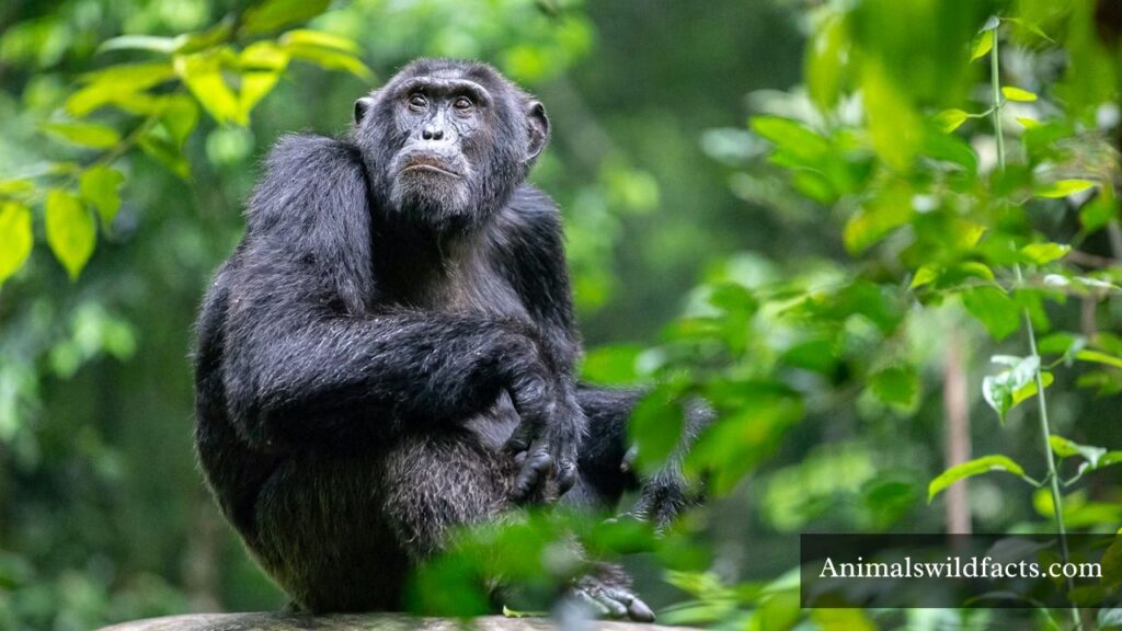 Top 25 Greedy Animals in the World (Images Included)