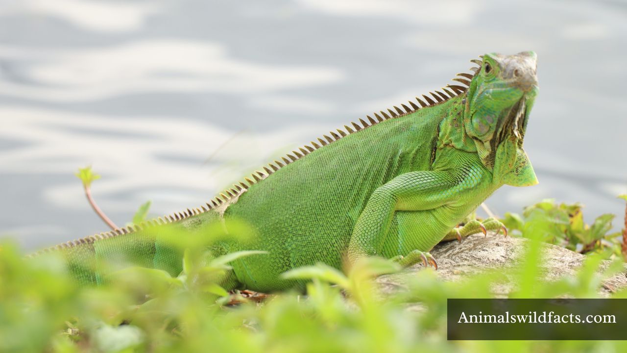 Top 17 Animals With Scales in the World (With Pictures)