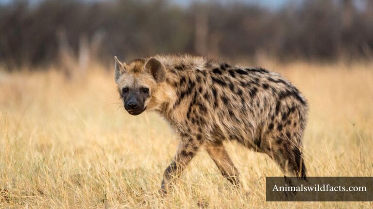 Interesting Top 18 Animals that Growl (With Images)