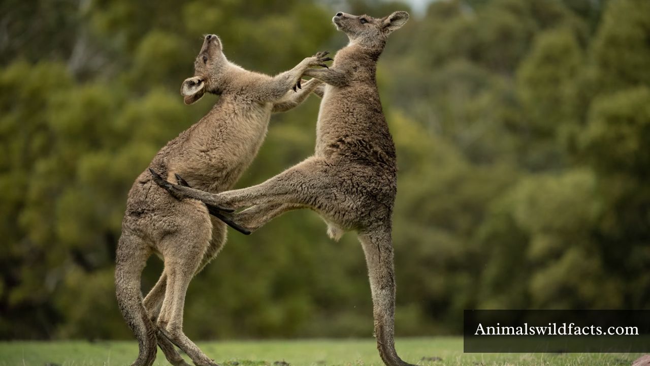 Facts About Kangaroos: How Strong is a Kangaroo?
