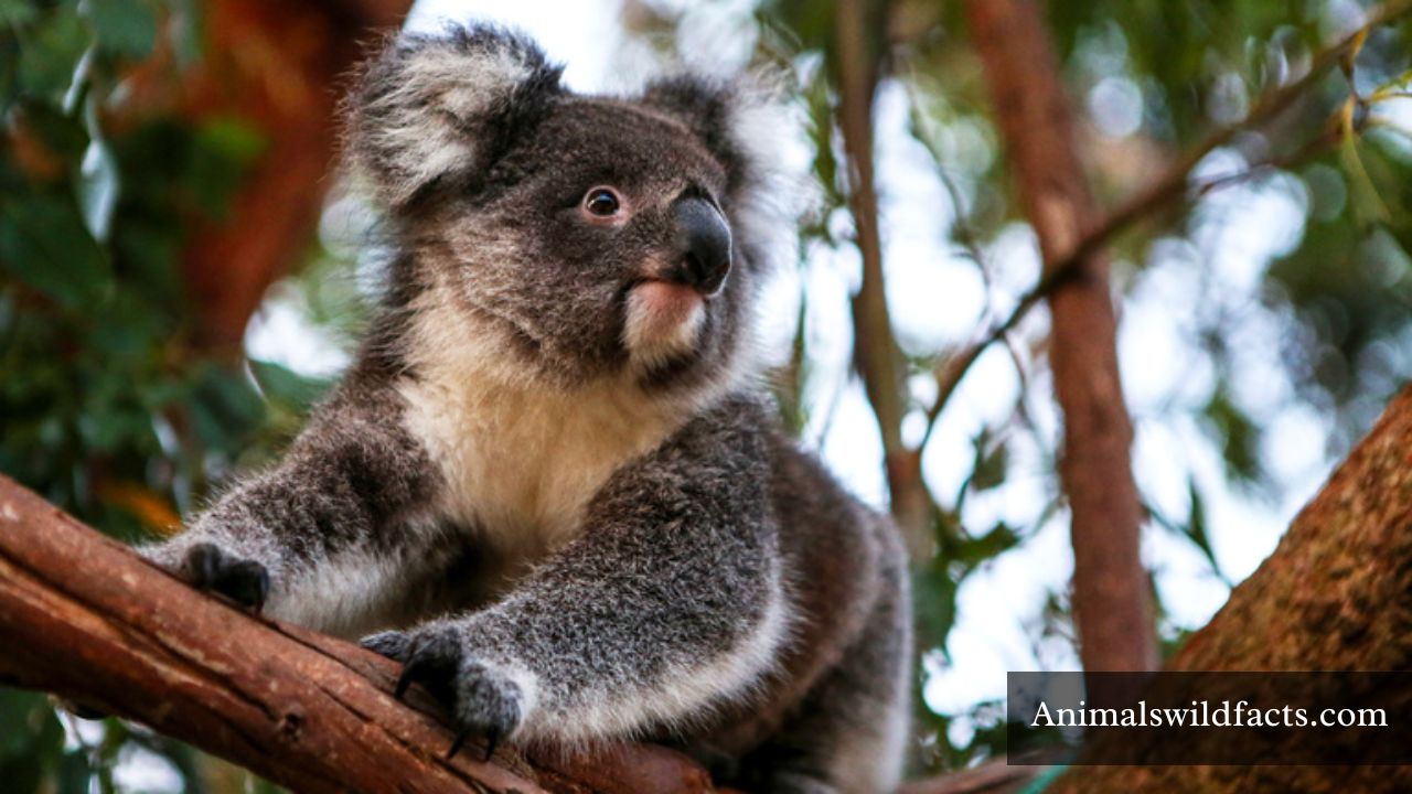 Top 22 Quiet Animals in the World (With Images)