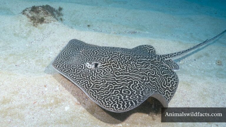 Top 20 Animals With Long Tail (With Pictures)