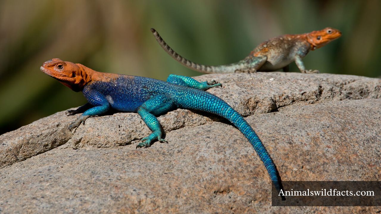 Top 22 Quiet Animals in the World (With Images)