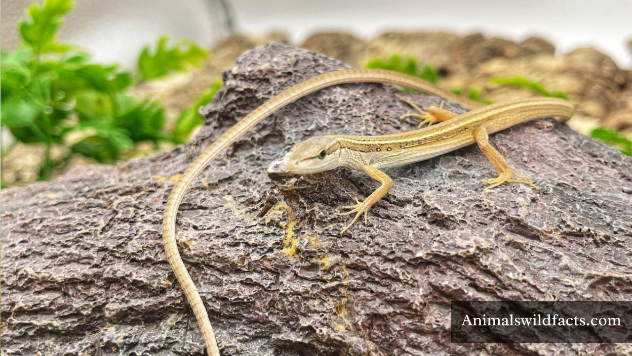 Top 20 Animals With Long Tail (With Pictures)