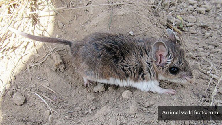 Top 13 Animals That Live in Prairies (With Pictures)