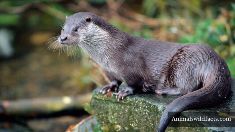 Top 18 Mischievous Animals In The World (With Images)