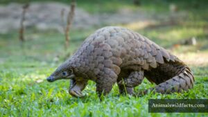 Top 17 Animals With Scales in the World (With Pictures)