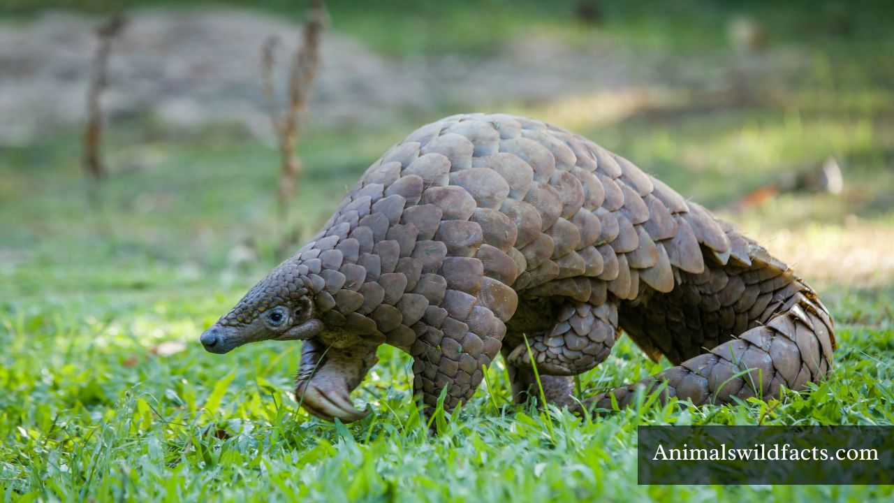Top 17 Animals With Scales in the World (With Pictures)
