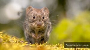 Top 13 Animals That Live in Prairies (With Pictures)
