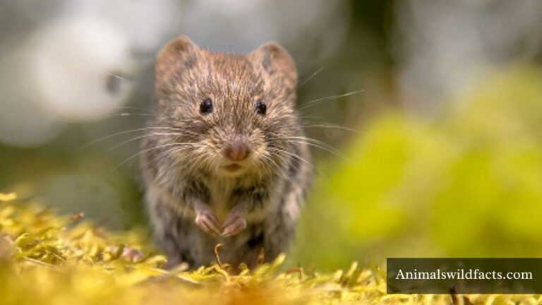 Top 13 Animals That Live in Prairies (With Pictures)