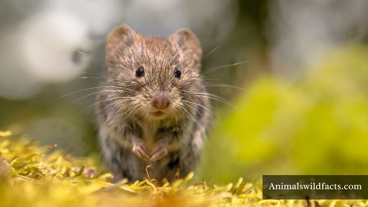 Top 13 Animals That Live in Prairies (With Pictures)