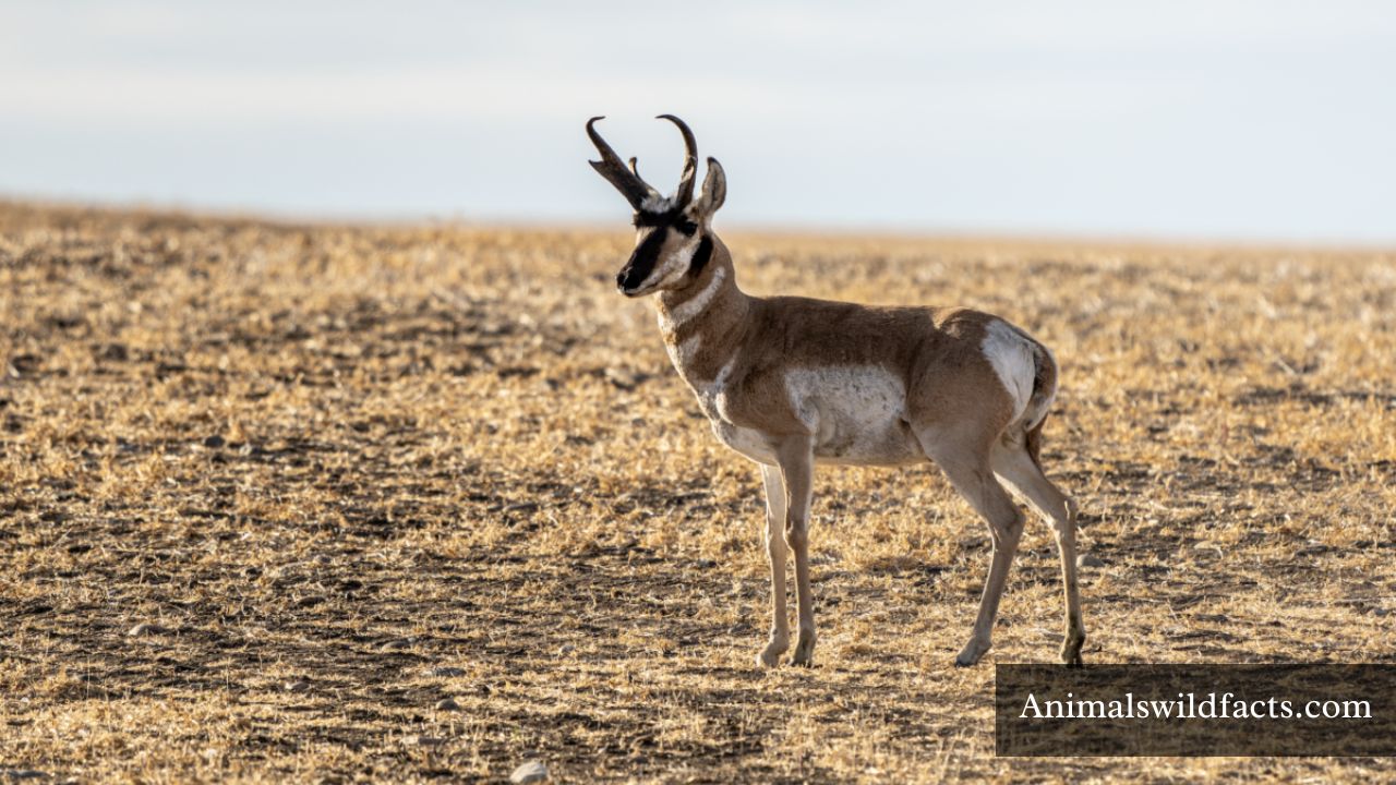 Interesting Top 15 Animals with Long Horns (With Pictures)