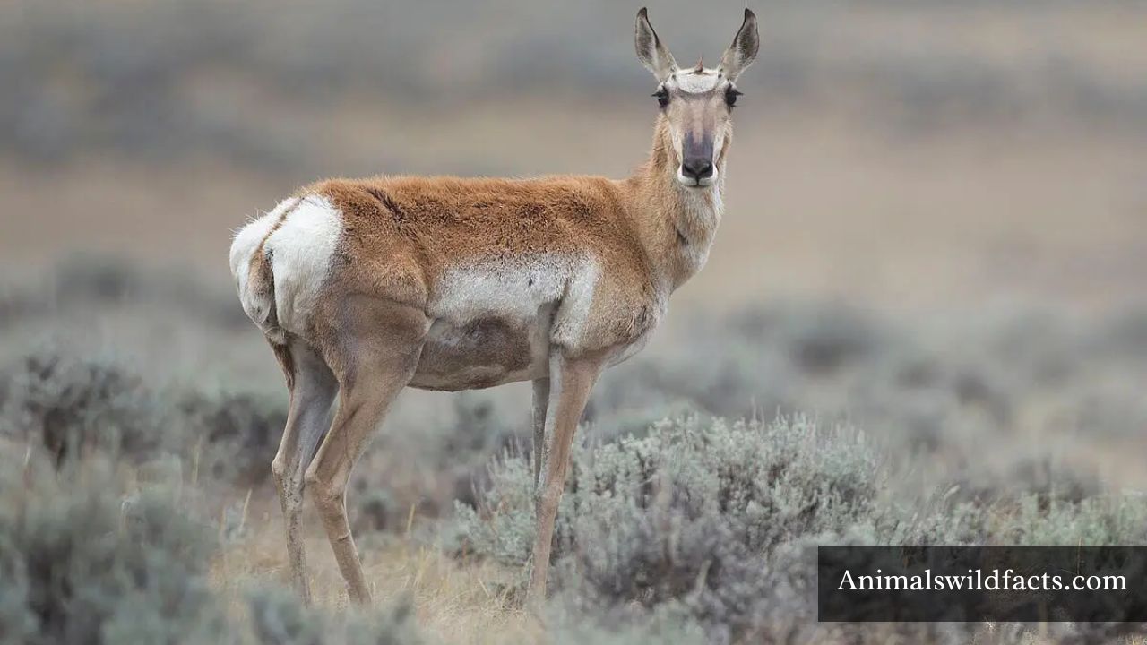 Top 13 Animals That Live in Prairies (With Pictures)