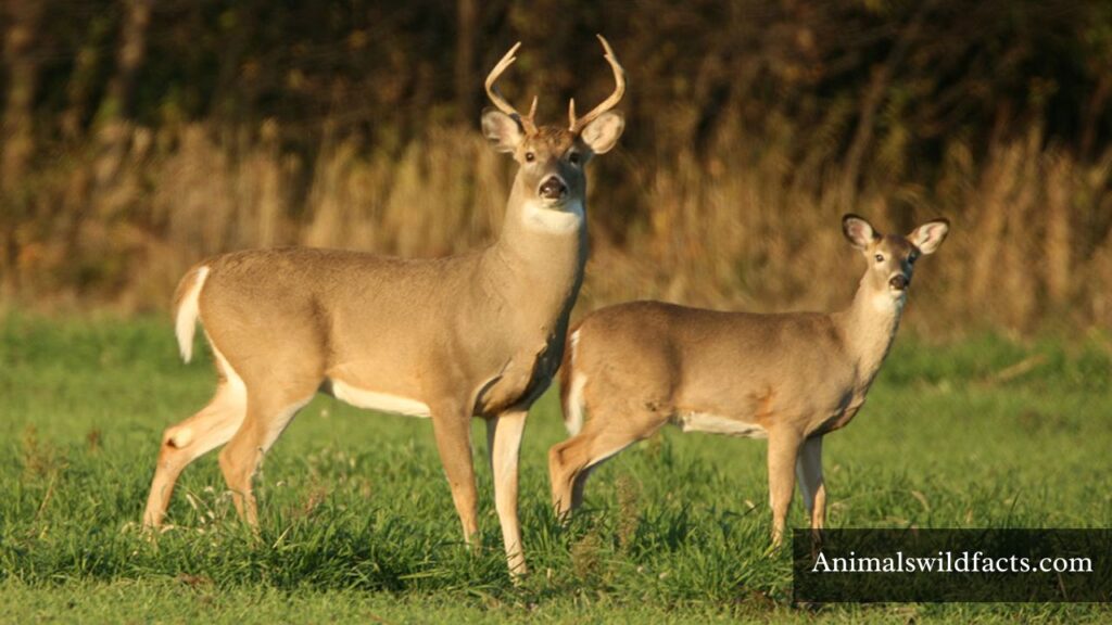 Top 22 Quiet Animals in the World (With Images)
