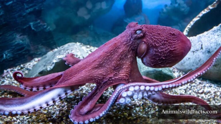 Top 22 Quiet Animals in the World (With Images)