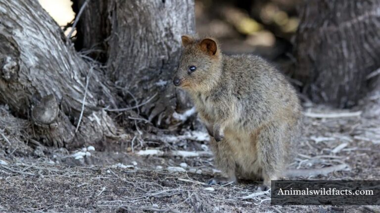 Explore Top 27 Most Shy Animals (With Pictures)