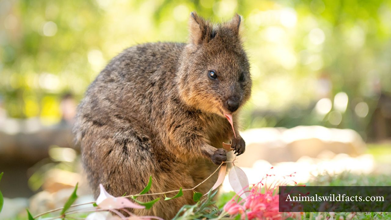 Top 20 Most Docile Animals in the World (With Images)
