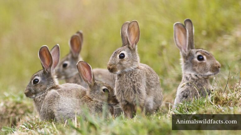 Top 22 Quiet Animals in the World (With Images)