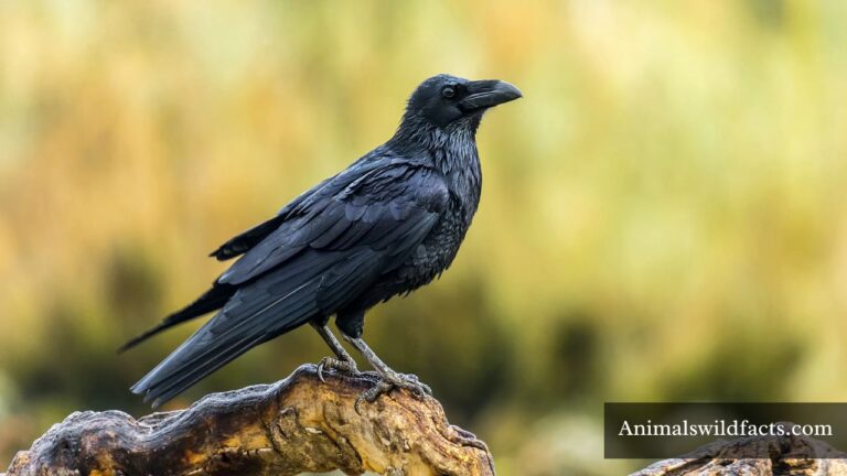 Top 18 Mischievous Animals In The World (With Images)