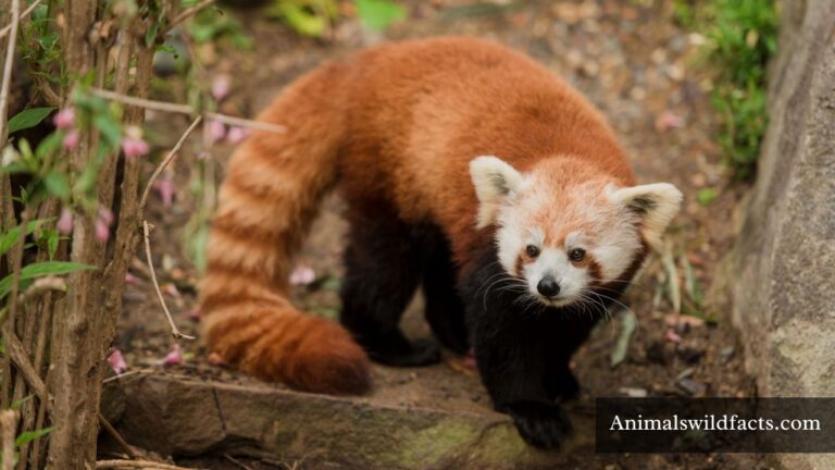 Explore Top 27 Most Shy Animals (With Pictures)