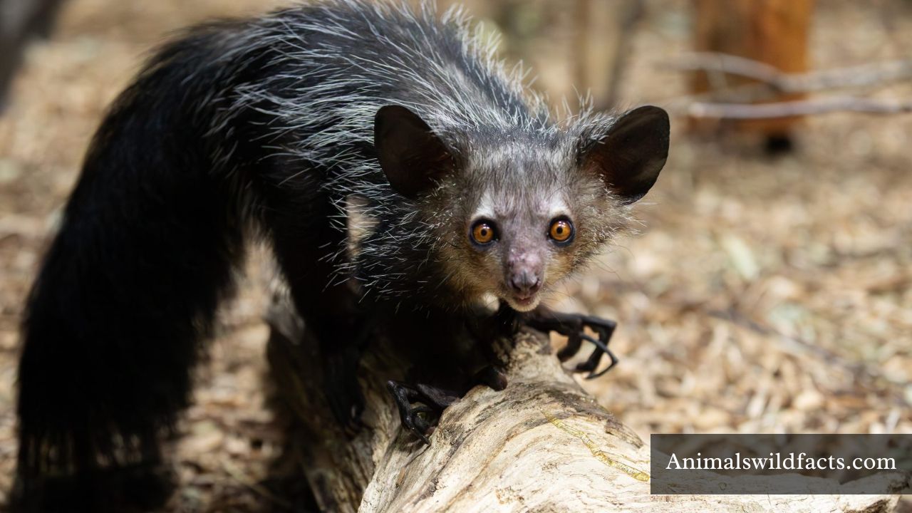 Explore Top 27 Most Shy Animals (With Pictures)