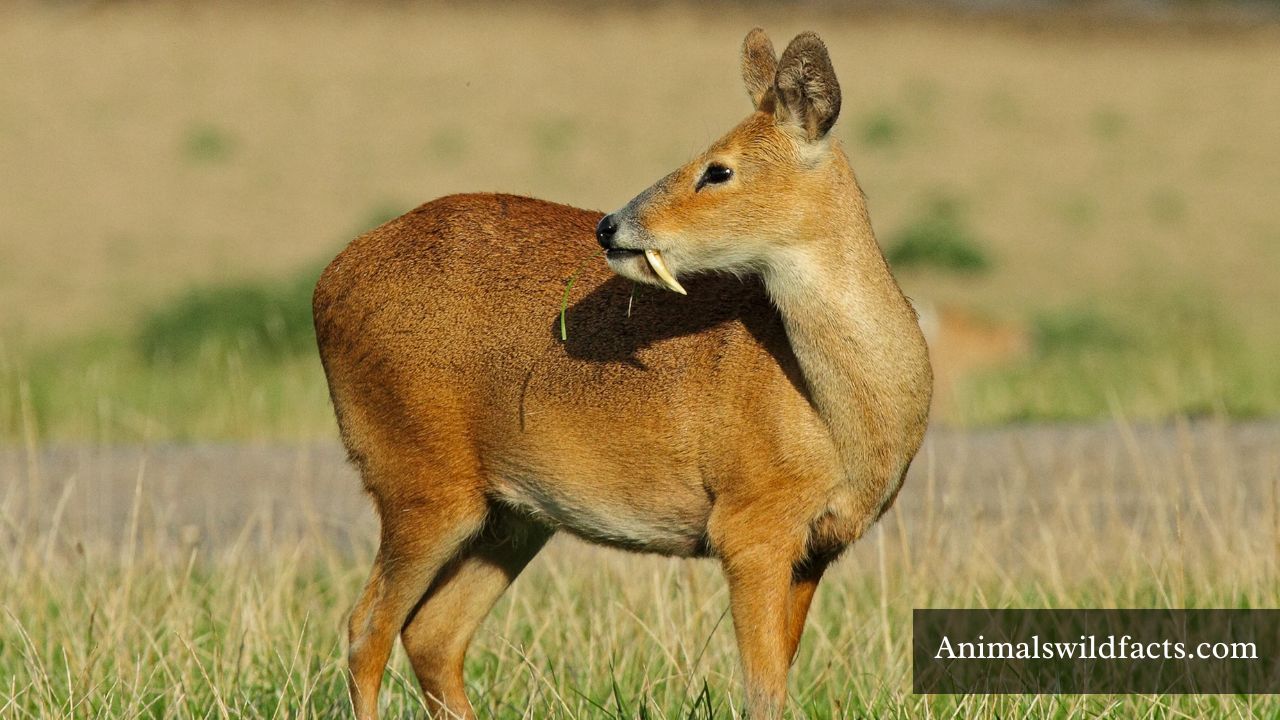 Explore Top 27 Most Shy Animals (With Pictures)