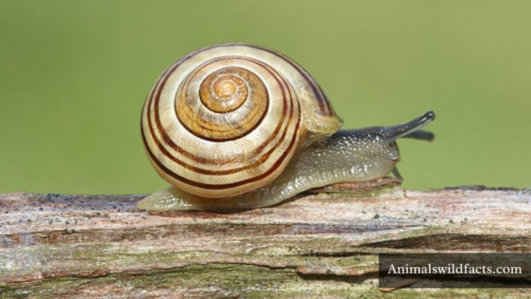 Top 22 Quiet Animals in the World (With Images)