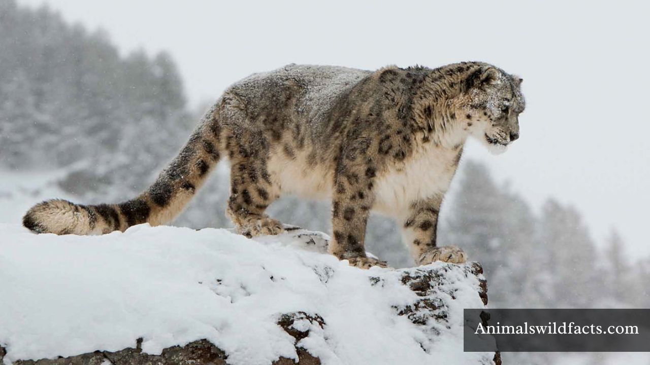 Explore Top 27 Most Shy Animals (With Pictures)