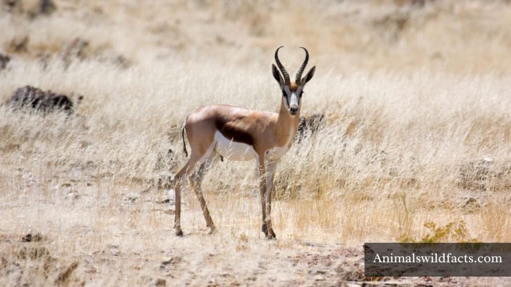 Interesting Top 15 Animals with Long Horns (With Pictures)