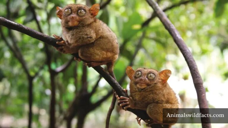 Explore Top 27 Most Shy Animals (With Pictures)