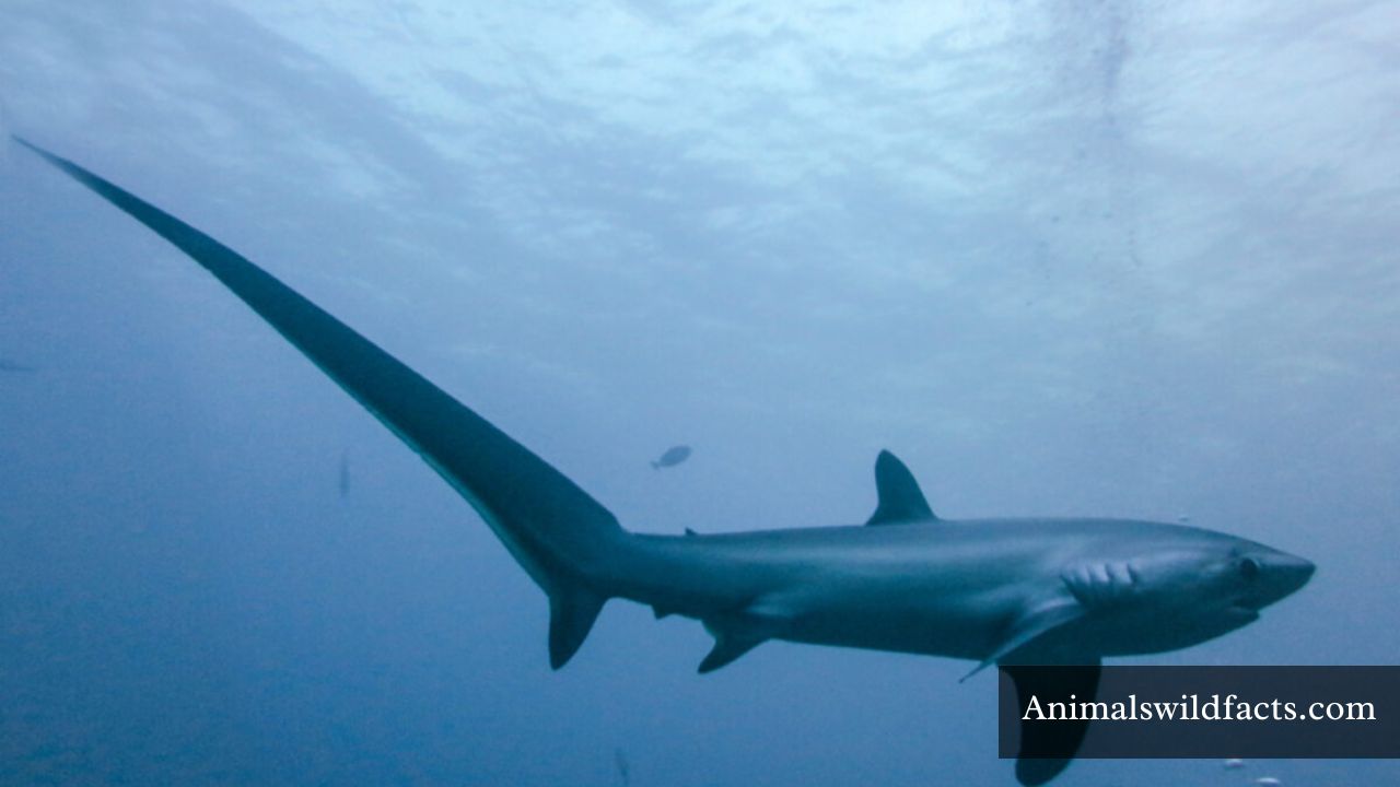 Top 20 Animals With Long Tail (With Pictures)